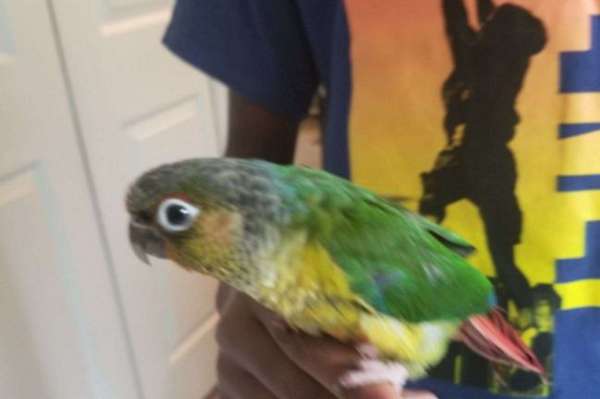 Baby Greeen Cheek Conure, Columbus Ohio