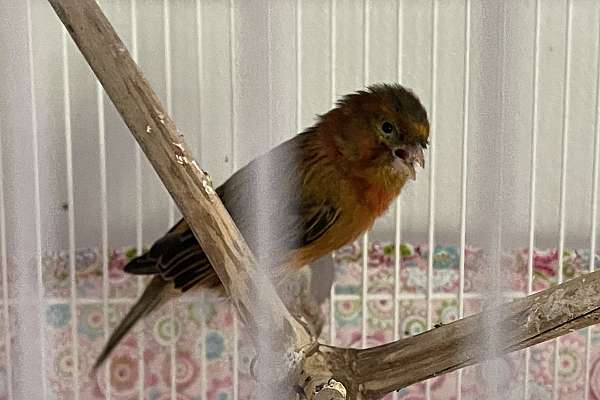 Male Spanish Timbrado Canary