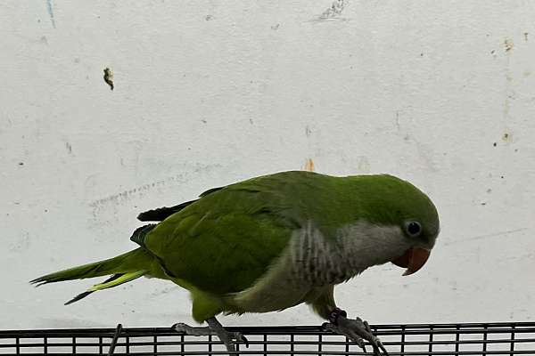 Male green quaker parrot
