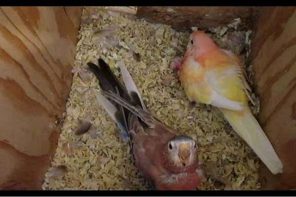 Bourke Parakeet 2022 Babies Available