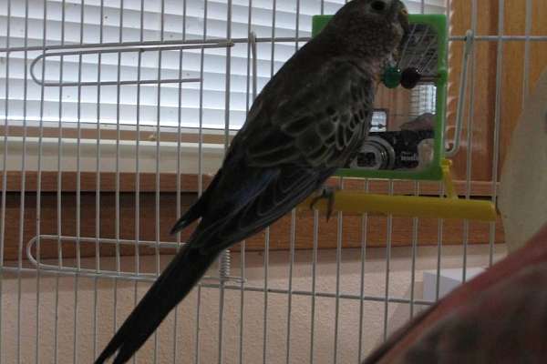 Young Normal Bourke's Parakeets with lots of Blue