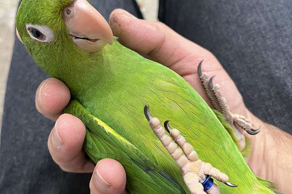 Beautiful sweet male cherry head conure