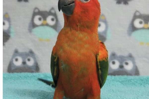 Red Factor Sun Conure Baby