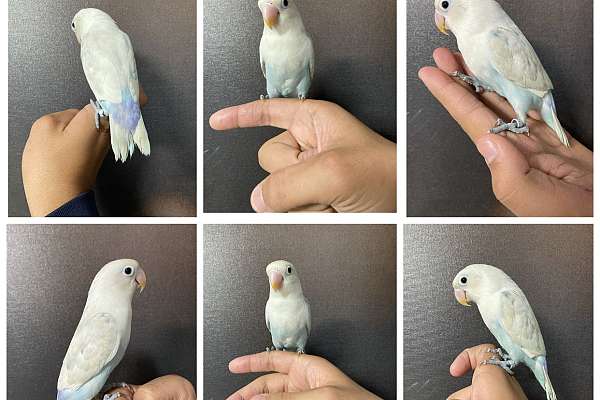 Lovebird white blue pied male T-85
