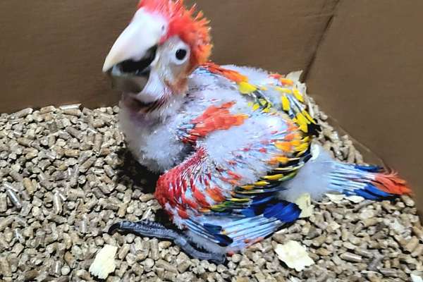 Scarlet Macaw Baby