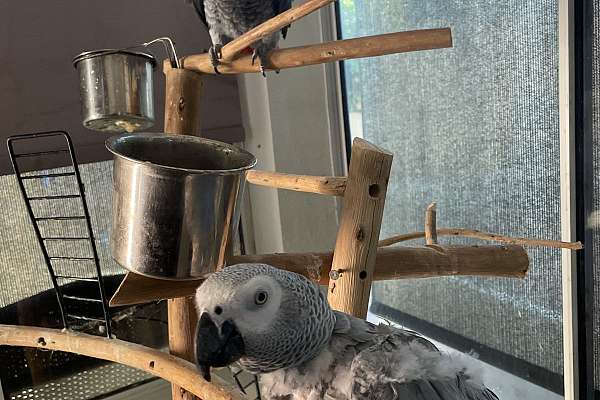 breeding African grey female