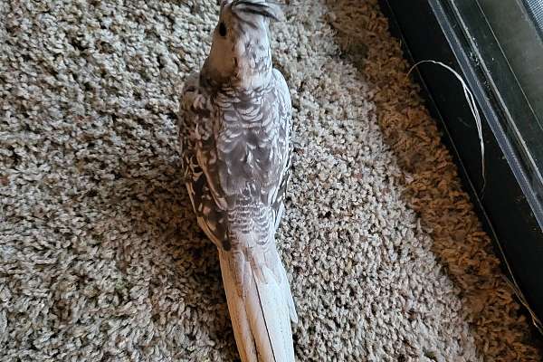 Silver Pearl Cockatiel