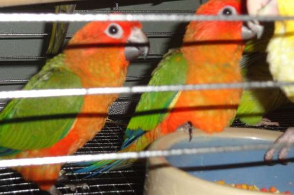Baby red factor Sun Conures available at $850 each with DNA Certificates
