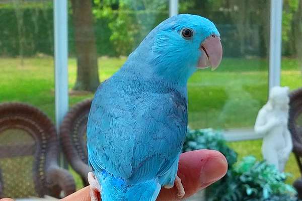 Blue Parrotlet