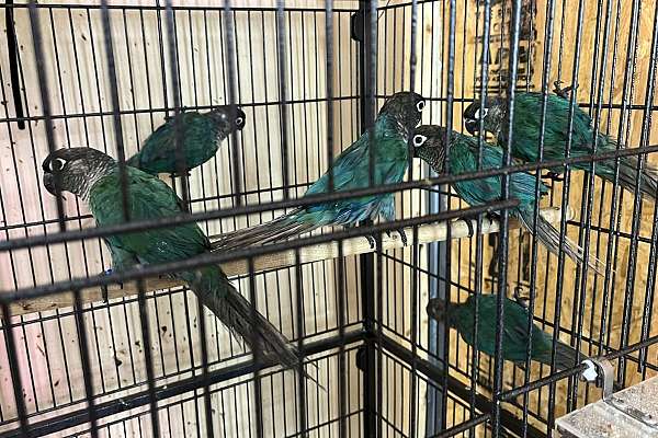 Young turquoise green cheek conure