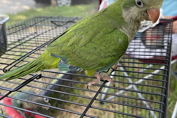 Green Quaker baby. 4 months old.