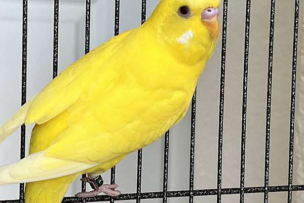Female budgie parakeet