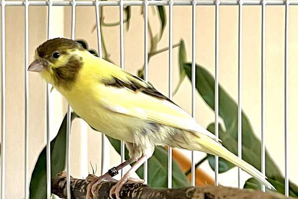 Spanish Timbrado Canary