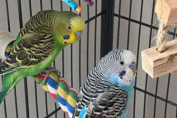 Two Budgies needing to be rehomed ASAP