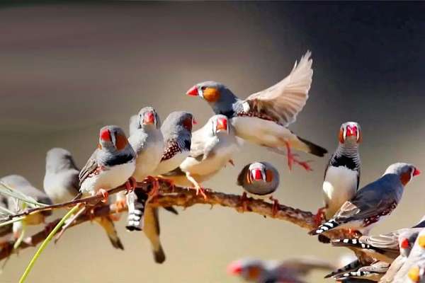 Zebra Finch Birds