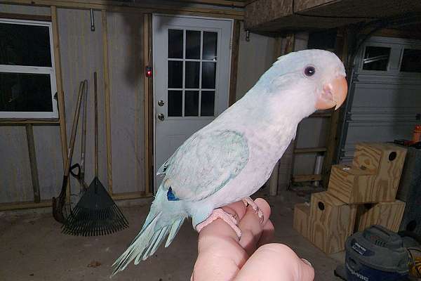 Blue opaline quaker