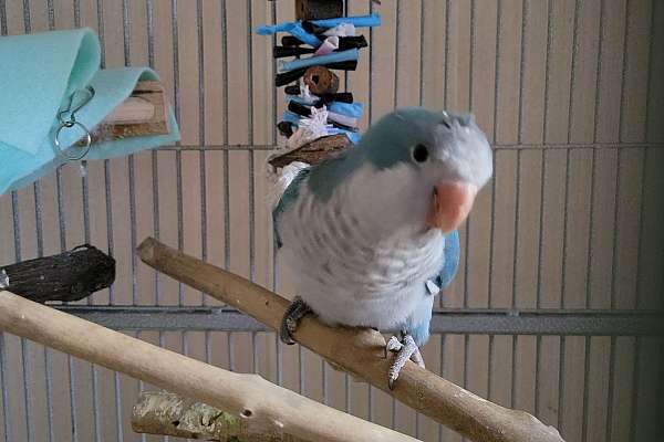 Blue Quaker Parrot