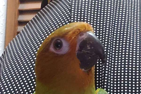 Beautiful Nansun conure