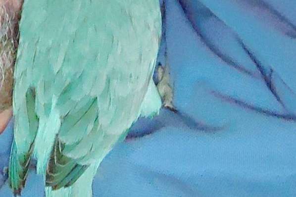 Female Baby Blue Quaker Parrot