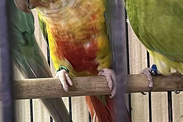 Female pineapple green cheek conure