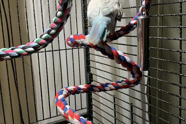 Has Been Sold-Beautiful Tame Blue and White Female Crossover Quaker Parrot