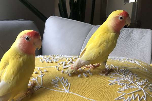 Handfed Lutino Peachfaced Lovebirds