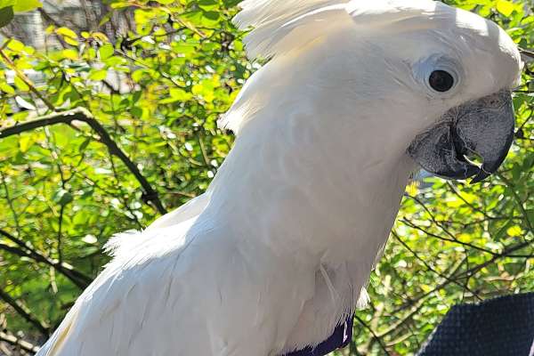 Female umbrella cockatoo