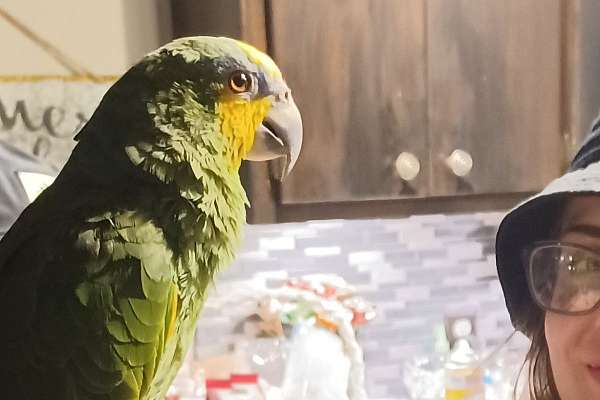 Yellow Headed Amazon Parrot