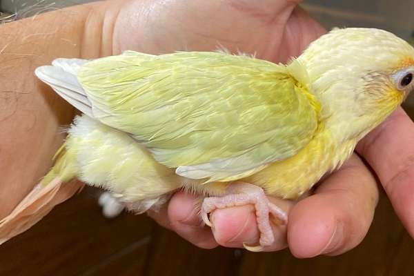 green cheek conure-moon cheek