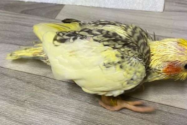 pearl pied cockatiel