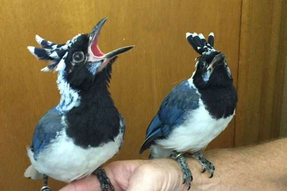 Black Throated Magpie Jay (Calocitta colliei) babies for sale