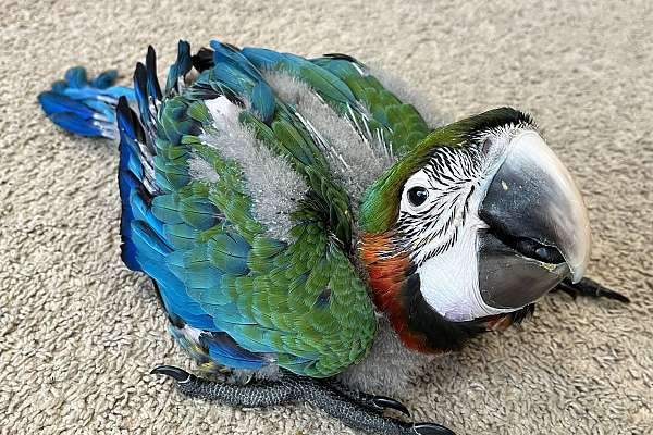 Baby shamrock macaw