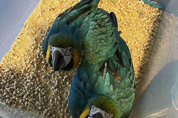 Blue & Gold Macaw Babies