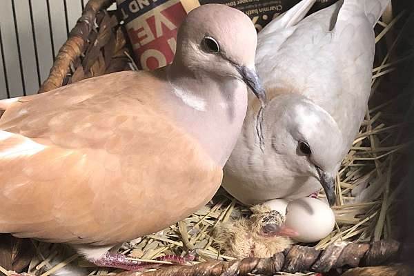 Adult Ringneck Dove Pair for Adoption