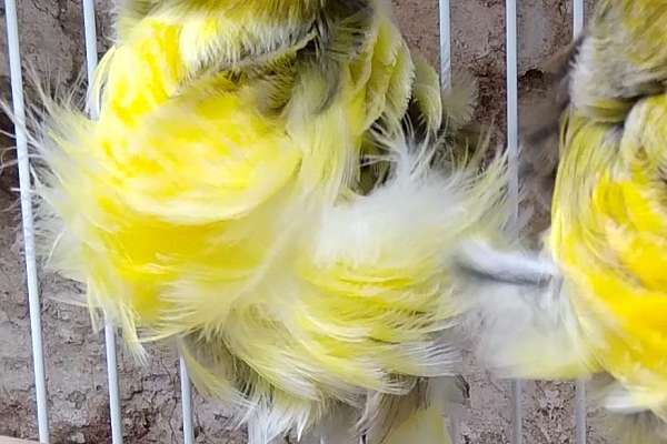 Male Variegated Parisian Frill Canary