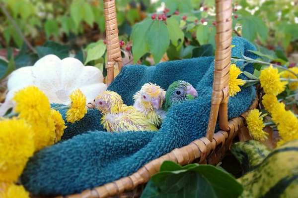 Hand Fed Baby Parrotlets Available!