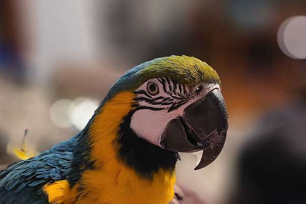 Blue and Gold Macaw