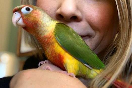 Hand Fed Conure