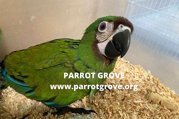 Severus macaw babies 3 to 4 months old hand-reared in a family