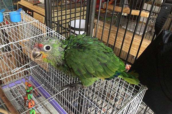 Red Lored Amazon Parrot Baby