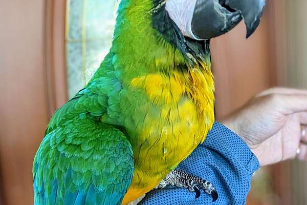 Miligold Macaw available for deposit