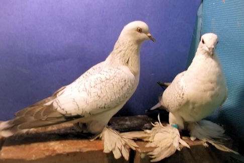 Spangled Muffed Ice Pigeons