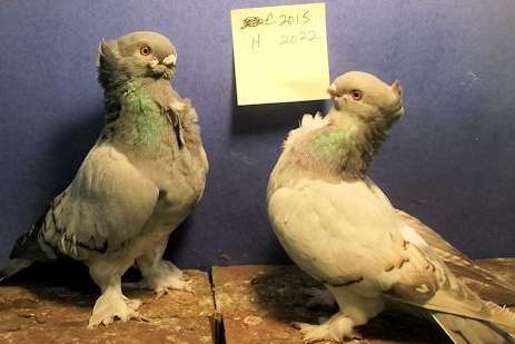 Classic Old Frill Blondenette