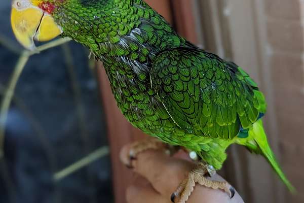 Yellow Lored Amazon available for deposit