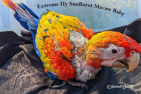 Rare SunBurst HD High Yellow Macaw Baby