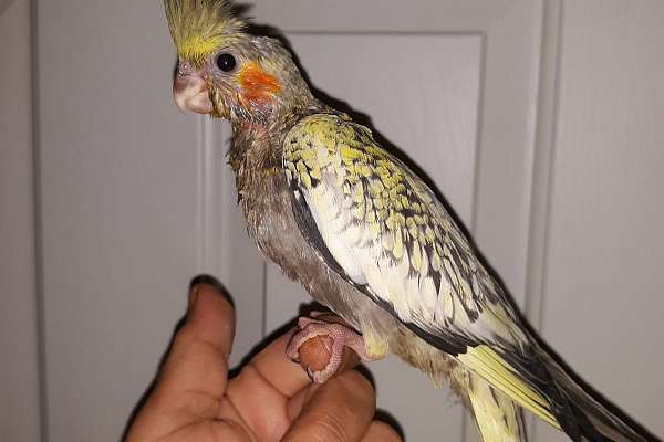 Rare Emerald Cockatiel Male #1* Pending