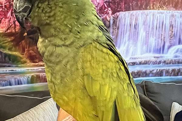 Beautiful male Patagonian conure