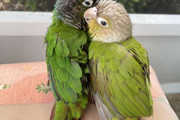 Male and Female Conures