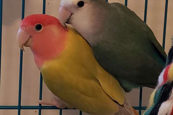 Bonded Peach Faced Love Birds