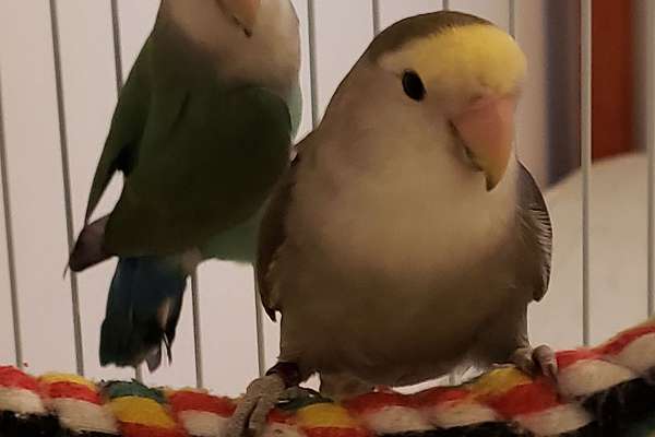 Bonded Peached Faced Lovebirds